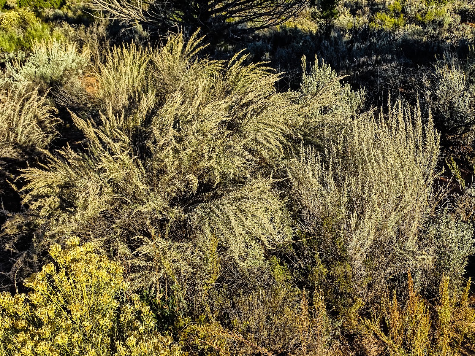Walking Arizona: Desert Plants