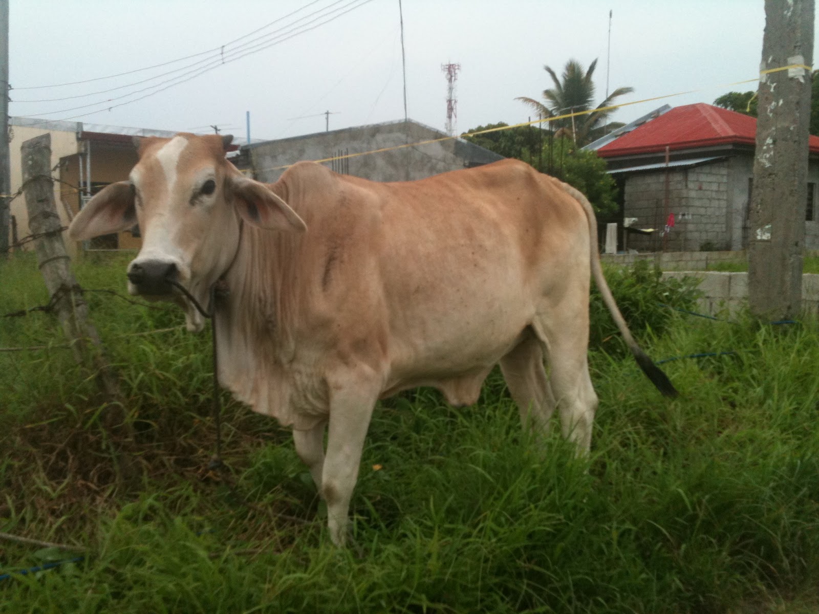 Goodie and Cheapie: Female And Male Brahman White Or Brown Available ...