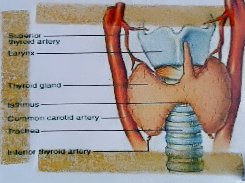 Gejala Karsinoma Tiroid, Tanda Dan Penyebab Kanker Tiroid - Klinikabar