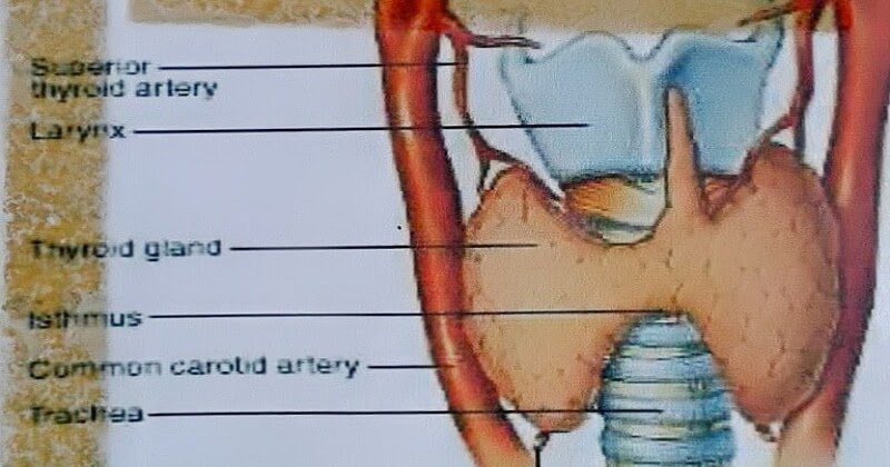 Gejala Karsinoma Tiroid, Tanda Dan Penyebab Kanker Tiroid - Klinikabar