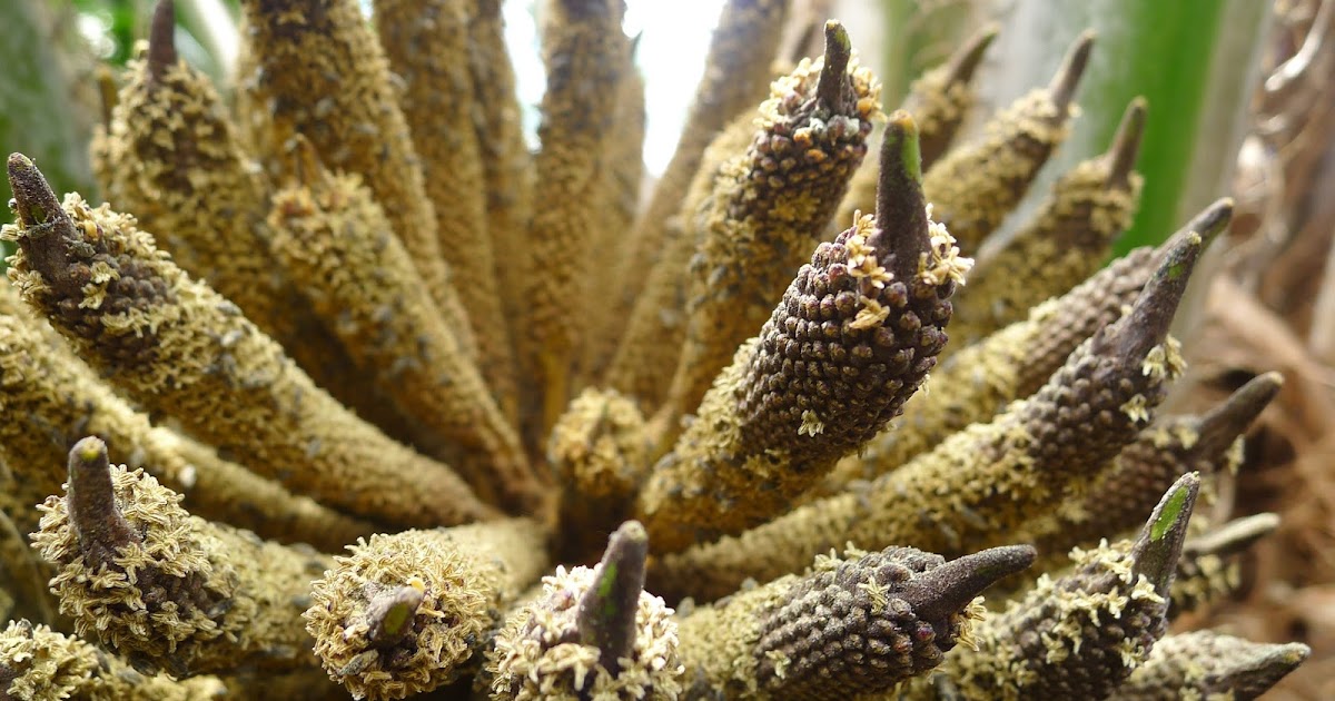 Wajib Tahu! Gambar Bunga Sawit Jantan Dan Betina Terbaik - Informasi ...