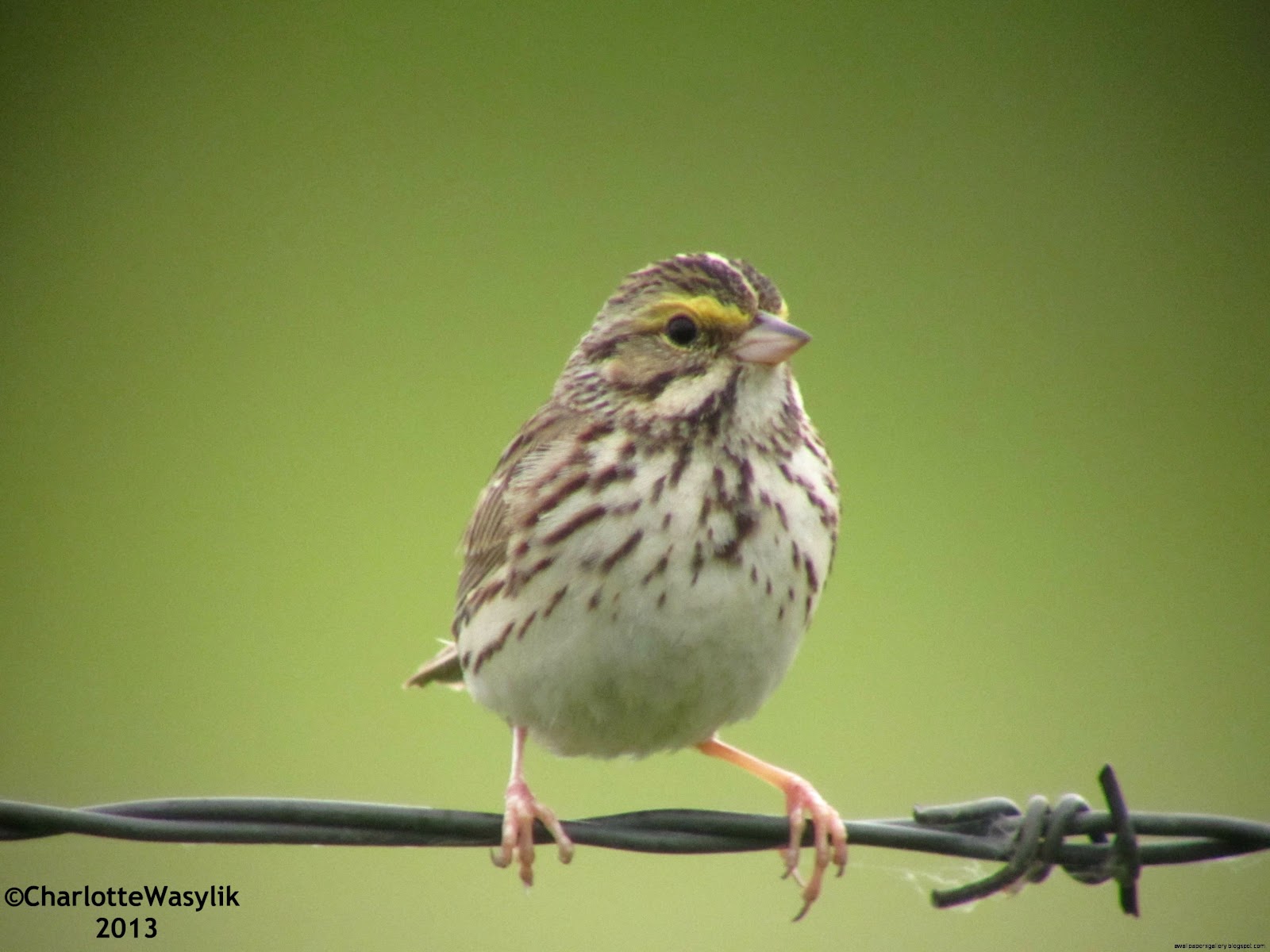 Prairie Animals List | Wallpapers Gallery