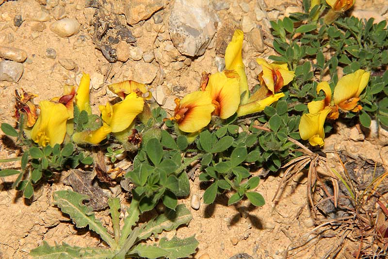 Flora hellenica: Chamaecytisus hirsutus subsp. hirsutus