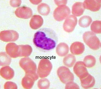 Ciencias de Joseleg: Los 5 guardianes celulares del cuerpo, los leucocitos