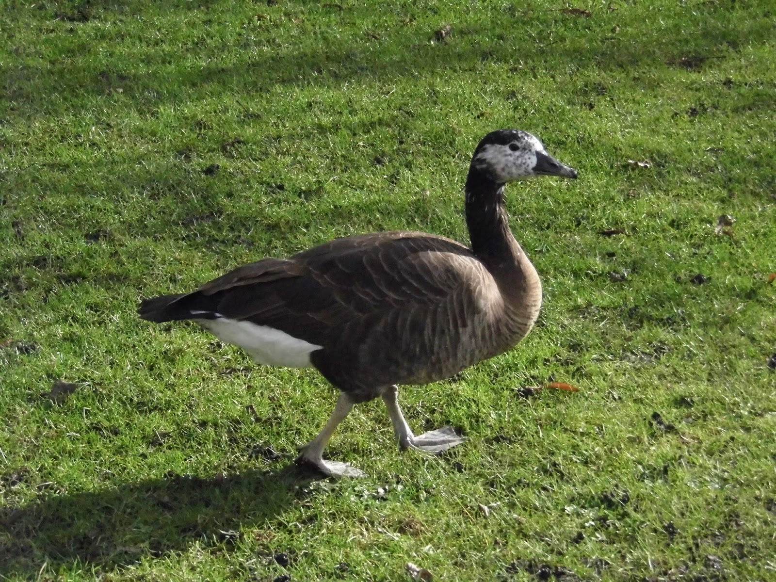 Bird Hybrids: domestic Greylag Goose x Canada Goose