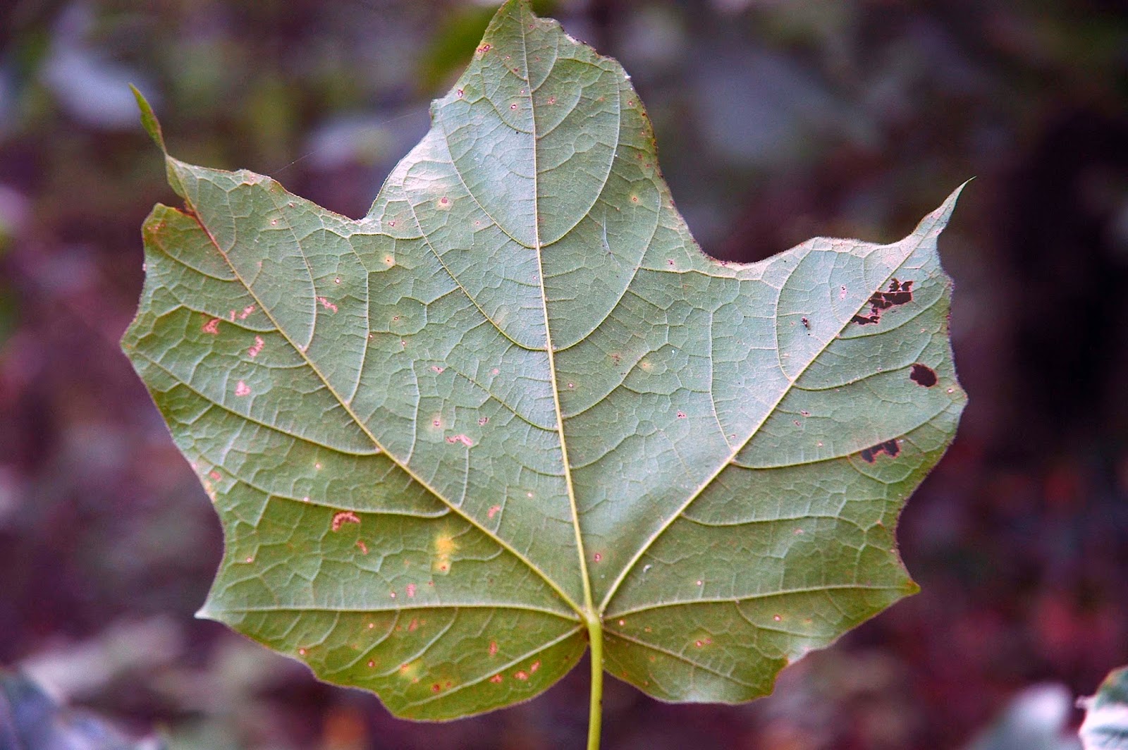 Field Biology in Southeastern Ohio: Maples of Ohio