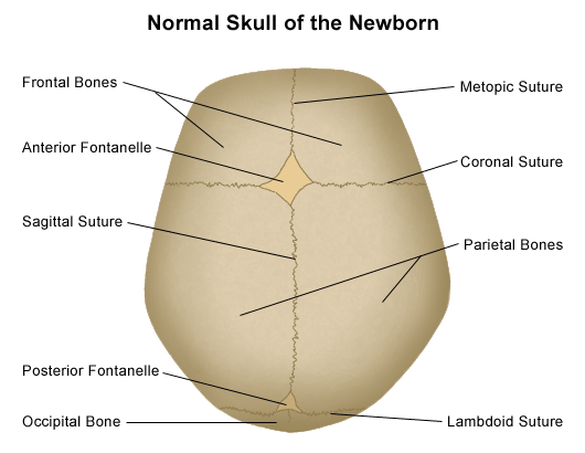 Hudson's Cranio Journal: Craniosynostosis