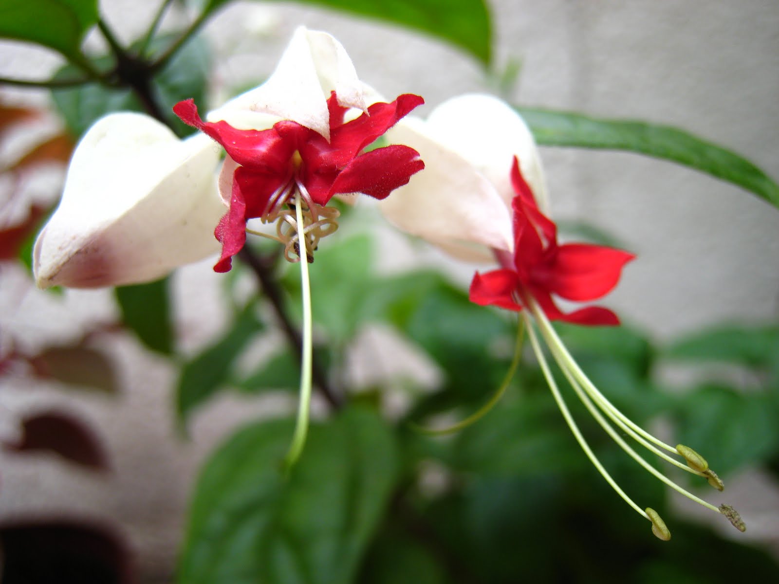 Flor Bella a las Once