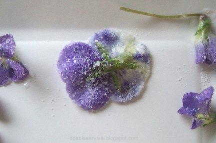 Survival and Preparedness on a Budget: How to Crystallize Flowers