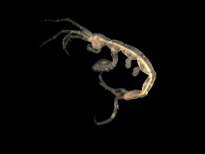 Real Monstrosities: Skeleton Shrimp