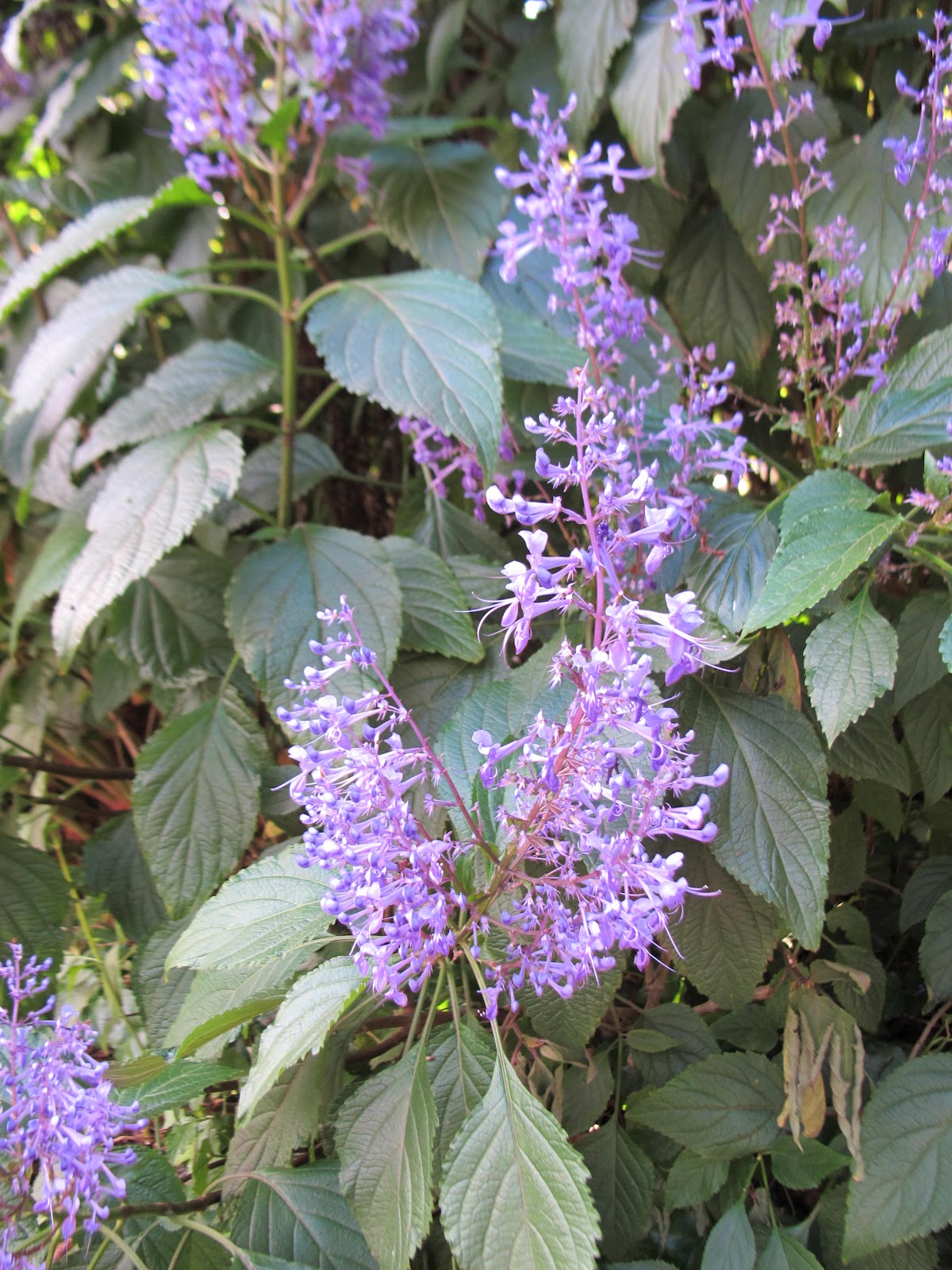 Ungardened Moments: Plectranthus