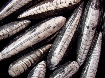 Life Before the Dinosaurs: Orthoceras.