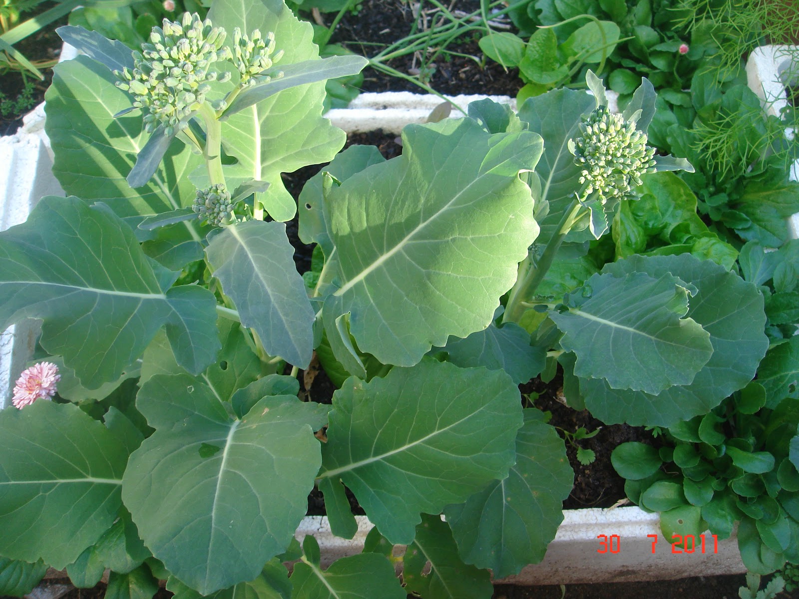 Kebun Bahagia Bersama: Sayur Daun Kailan (Chinese Broccoli)