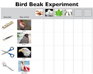 driving with the windows wide open: How does a bird beak work?