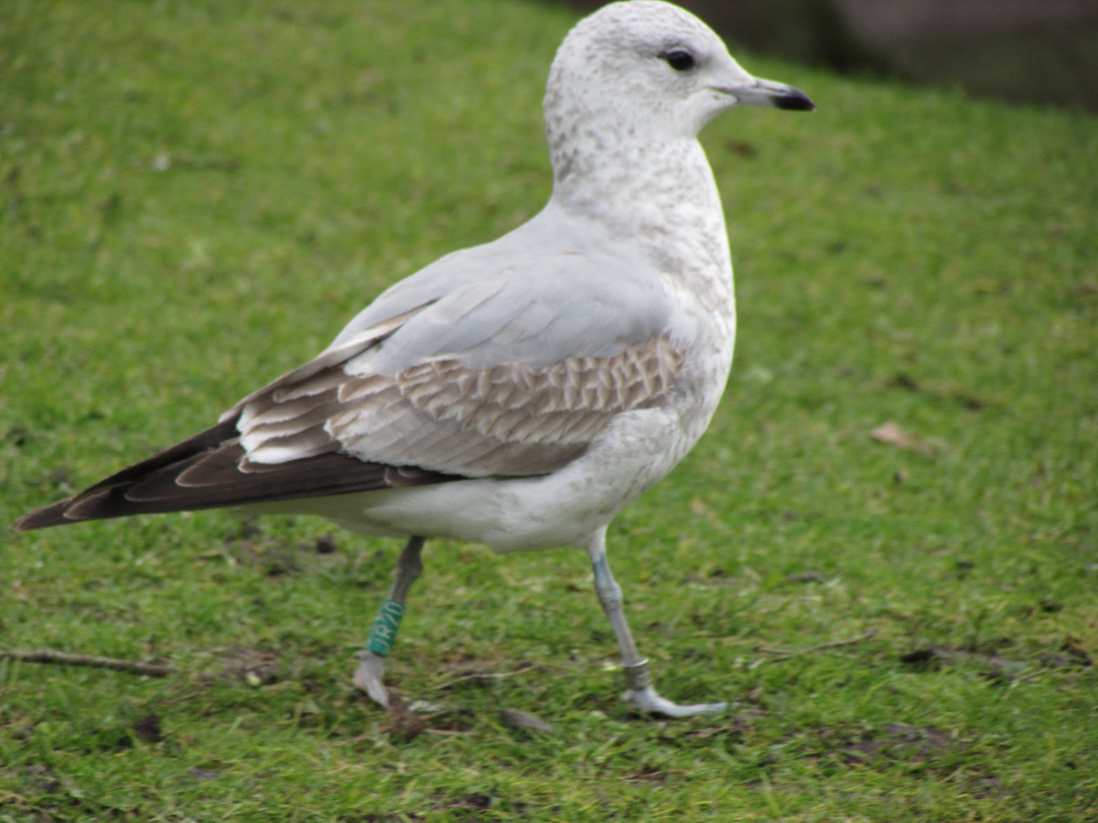 The Rattling Crow: The Viking gulls