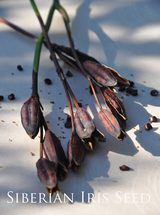 Iris Seed Pods Propagation Home And Garden Reference