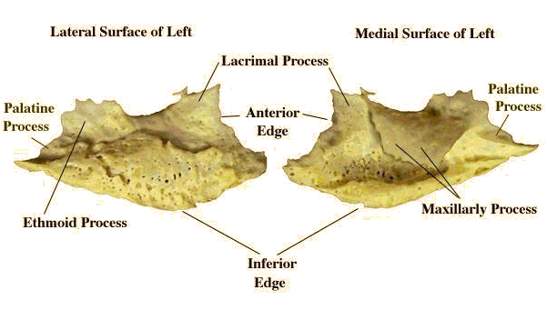Bones of the Skull ~ Anatomy for MSP