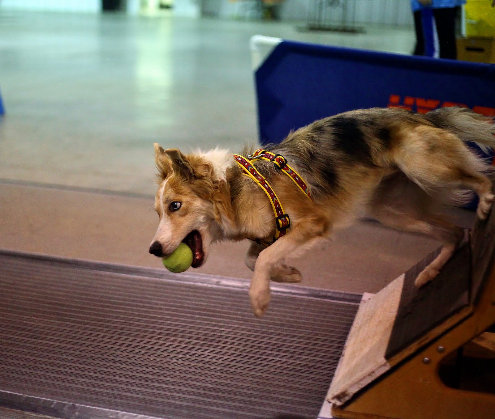 Weasel Puppy and The Spoiled One