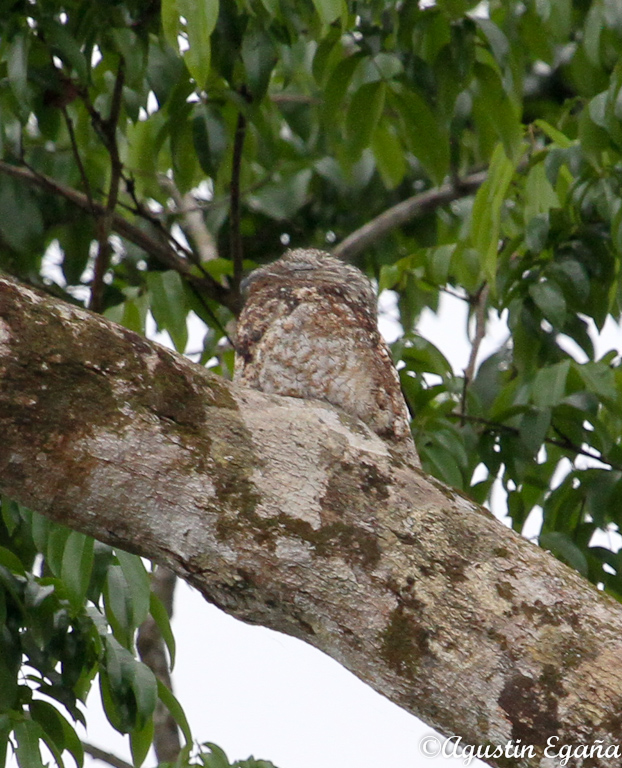 Miradas Cantábricas: Entrando por Caño Blanco en el mítico Tortuguero