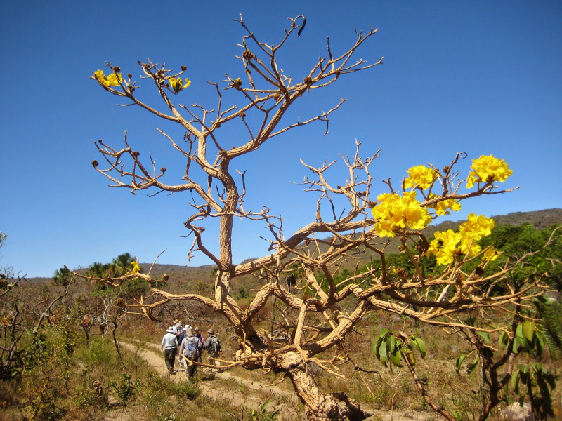 .: Exhibition on Cerrado Mineiro, at the Regional Museum of São João ...