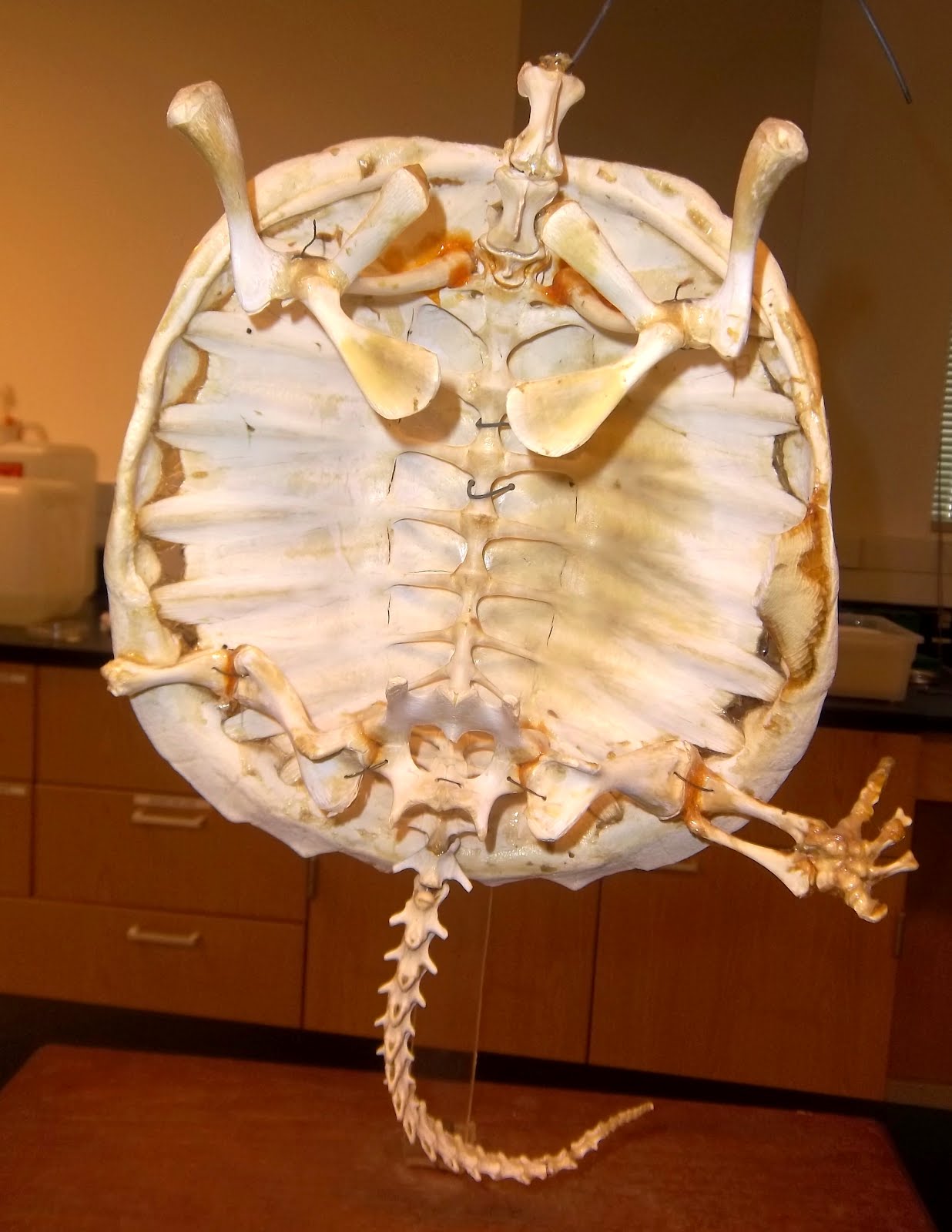 Biology of the Reptilia: Lab 2 Testudines: Dan Paluh and Sean Harrington