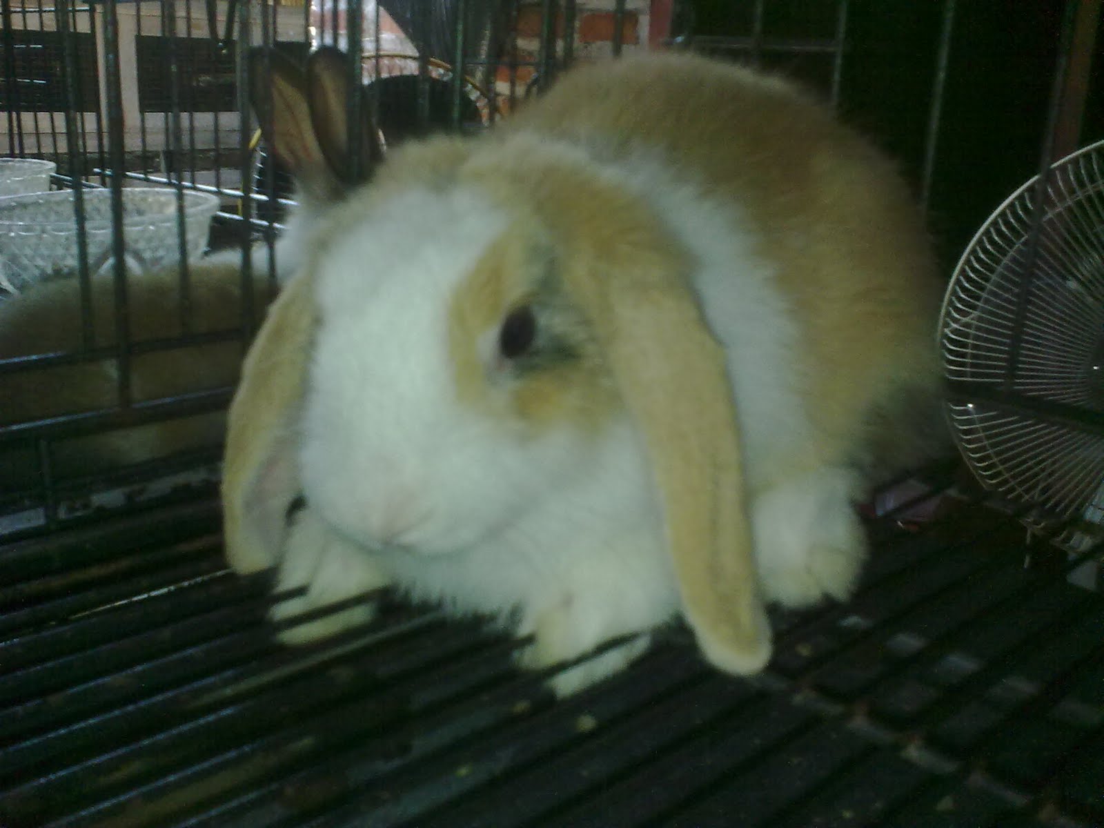 Cara Ternak Budidaya Kelinci Peluang keuntungan Besar