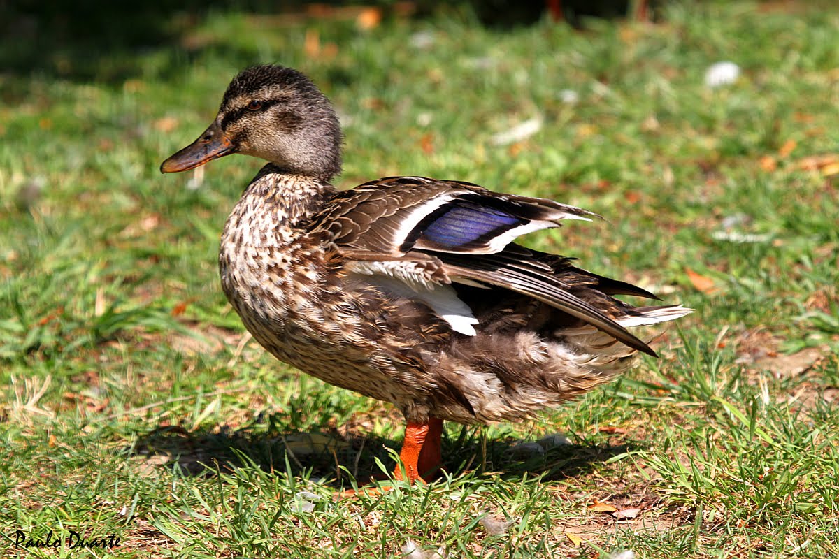 A arte de debicar: Pato-real