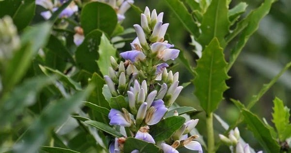 10 Manfaat Daruju Untuk Kesehatan dan Pengobatan Alami - Tips Kesehatan