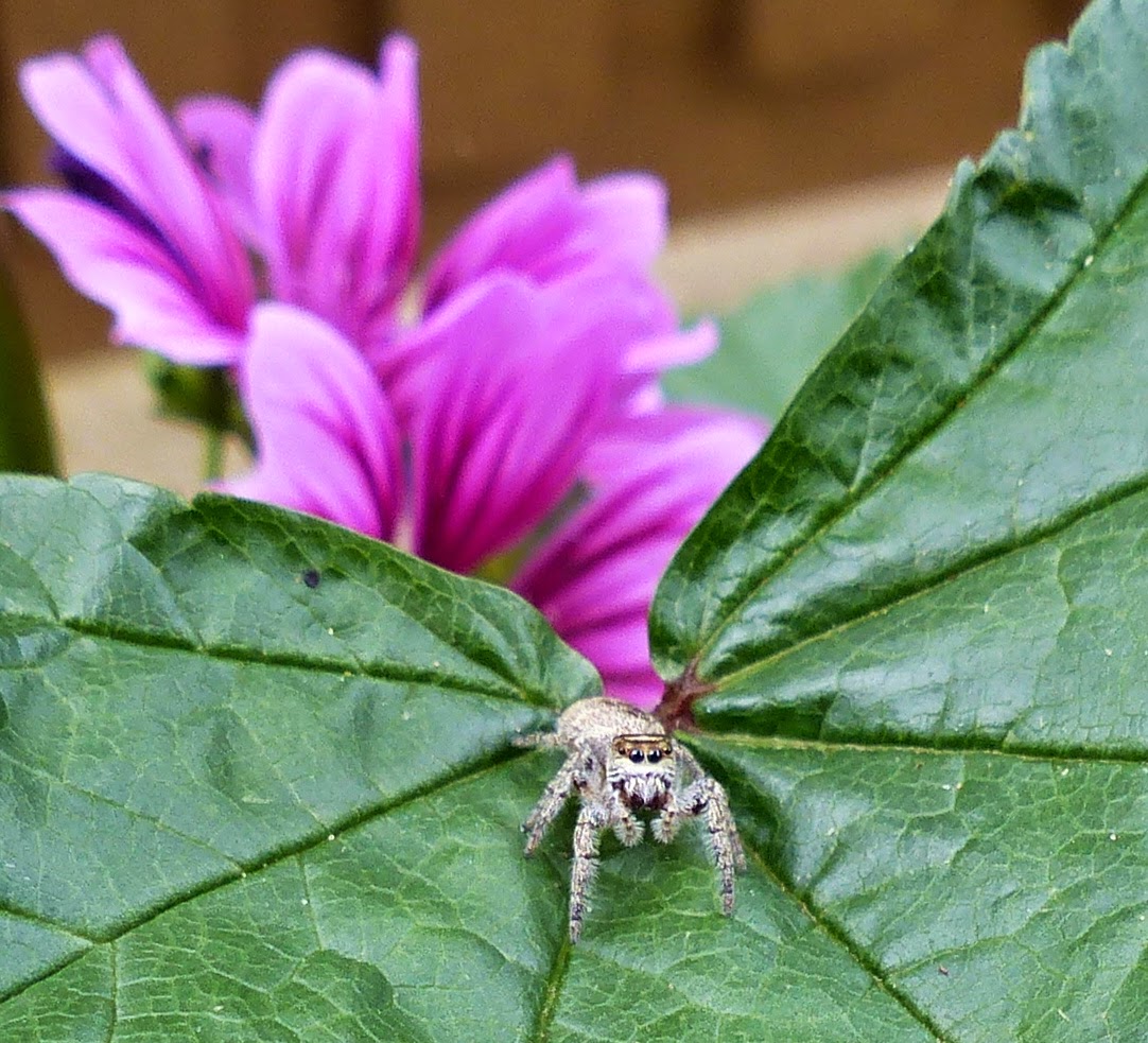 Looking Up: A Jumping Spider Poses for a Portrait