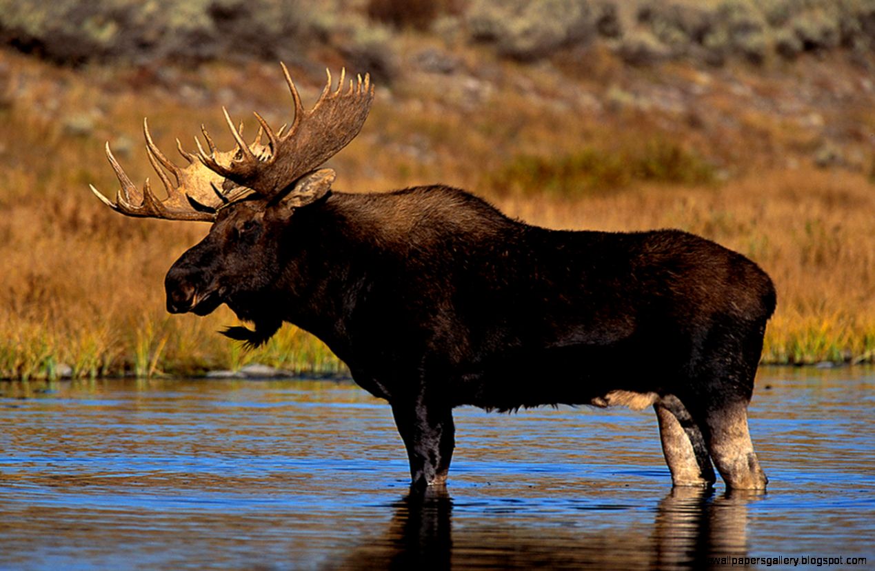 Moose Wildlife | Wallpapers Gallery