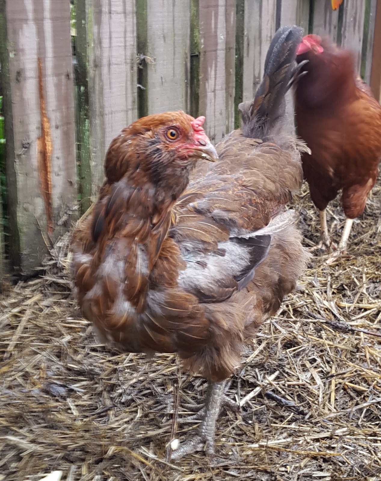 A Waste of Time: Ugly Chicken