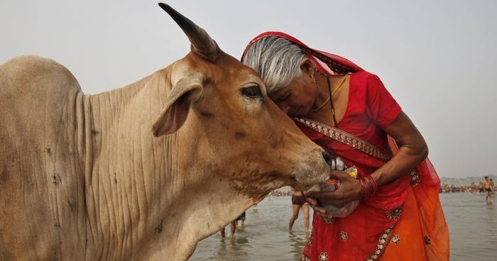 FANTASY: VACCA SACRA