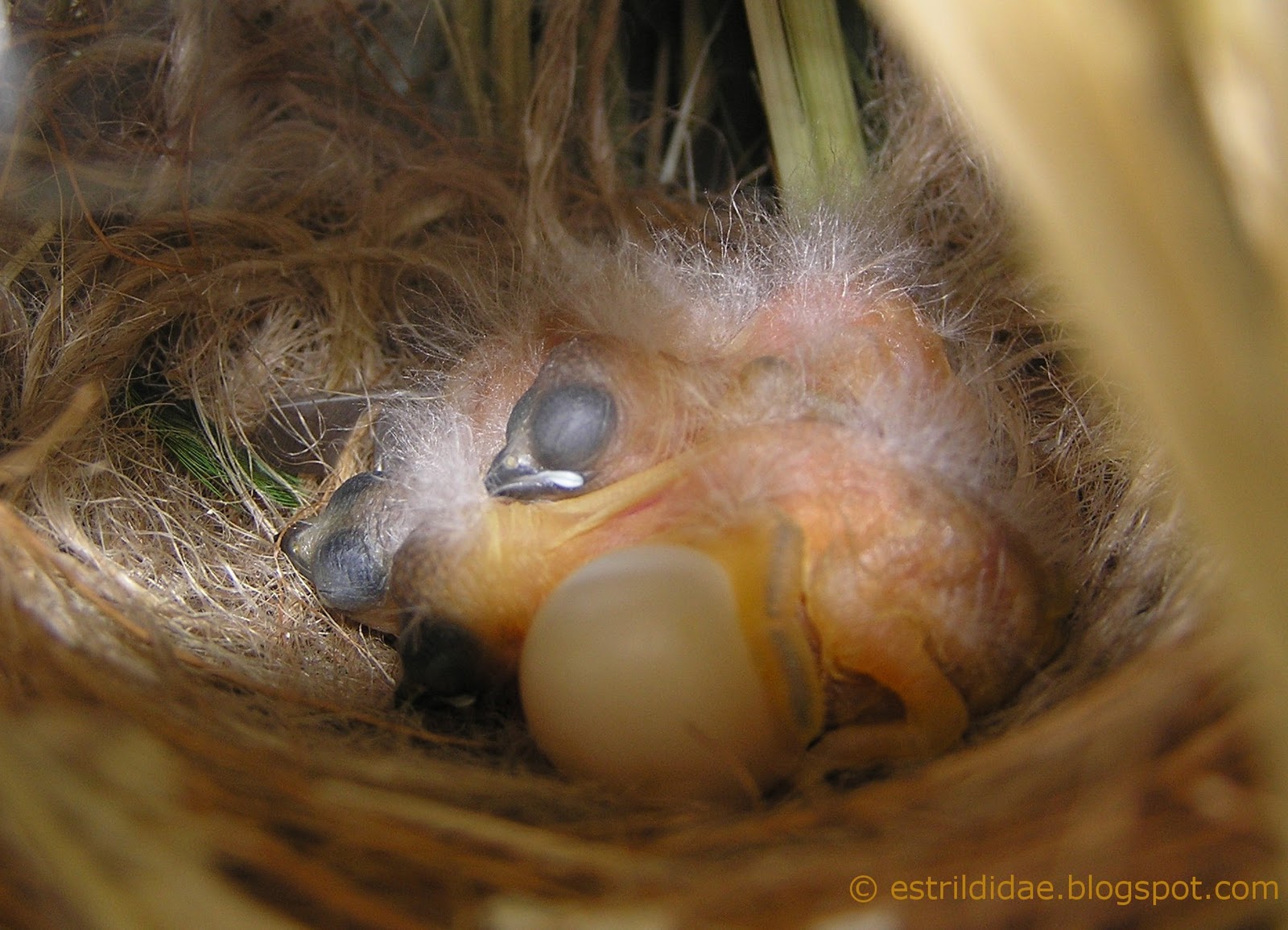 Estrildidae: Asmeninė patirtis. Rausvauodegė rubininė astrilda ...