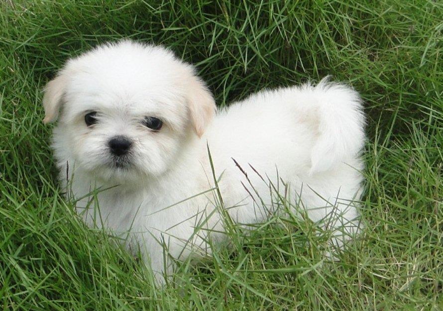 Cachorros e sua Raças: Poodle Toy