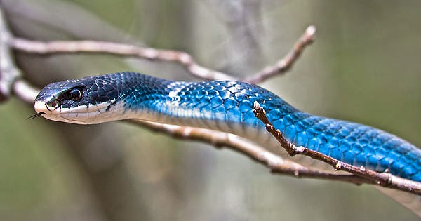5 Most Beautiful Snakes | Fun Animals Wiki, Videos, Pictures, Stories