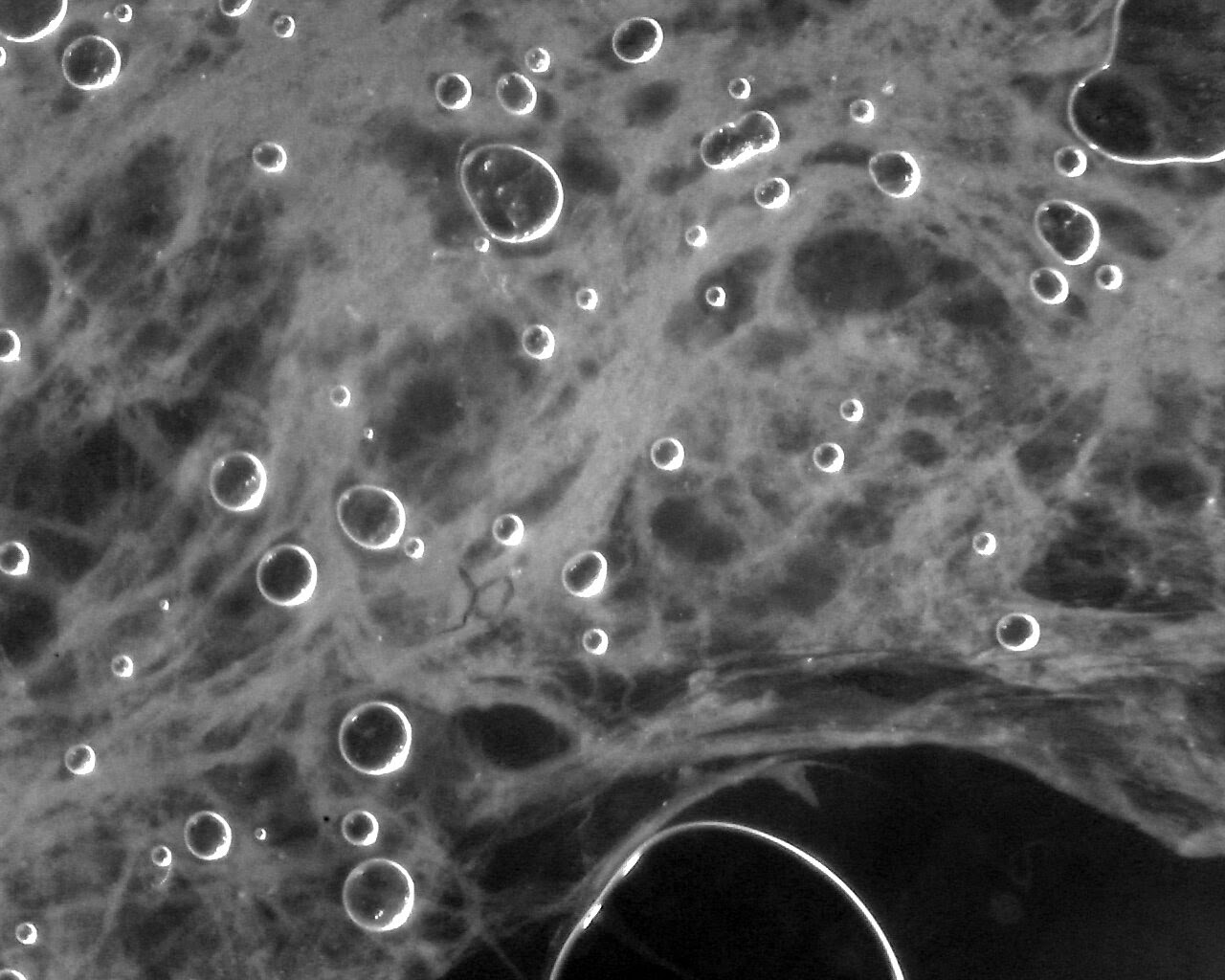 Strawberry Dna Under Microscope