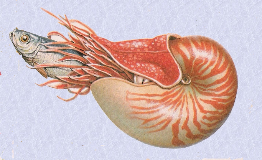 Zoológico Virtual do Koba: Náutilo