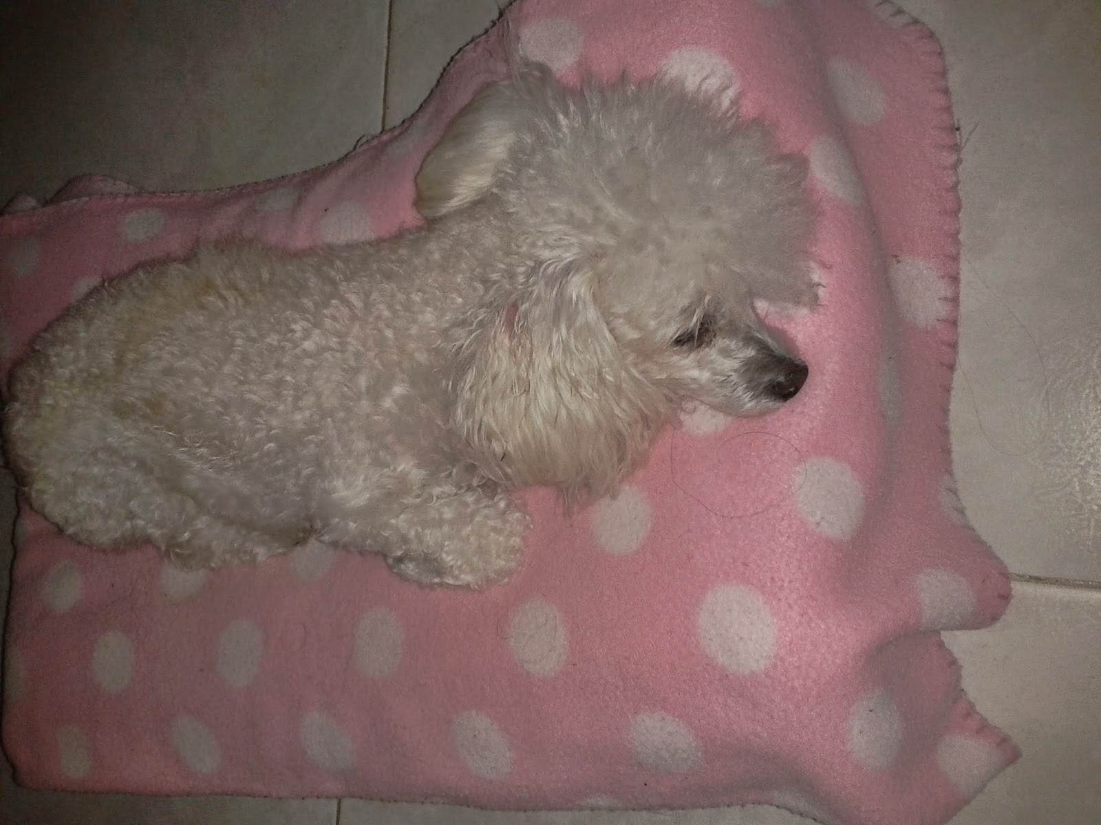 Perly, una perrita french poodle mini toy