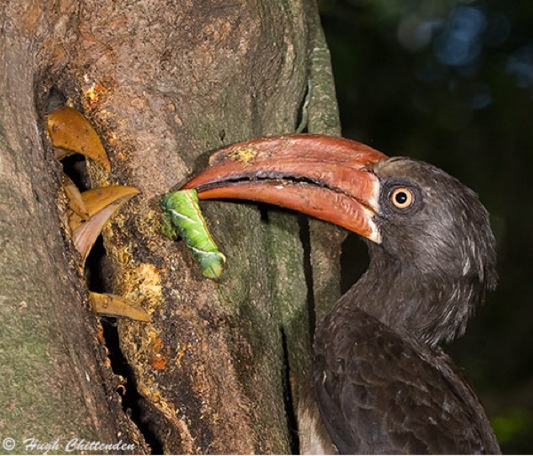 English Planet: Most Shocking Bird Behaviors