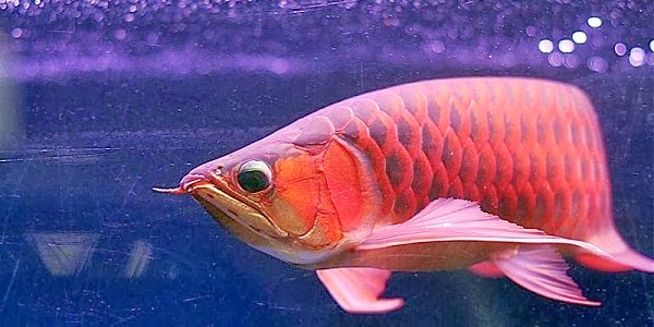 Ikan Asli Indonesia : Arwana Super Red