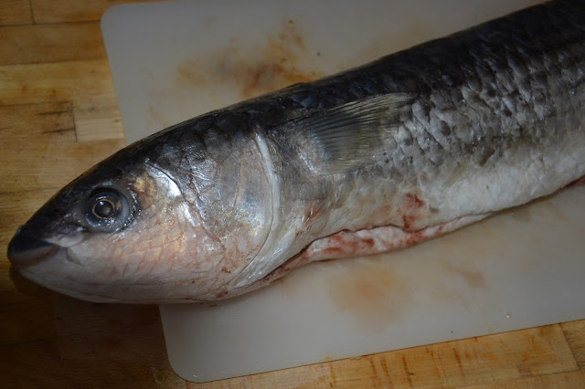 Oppdag Fisk!: Tykkleppet Multe/Grey Mullet/Mugil Cephalus (Saltvann)