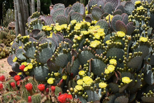 Little Darwin: AUSTRALIAN CACTUS COUNTRY