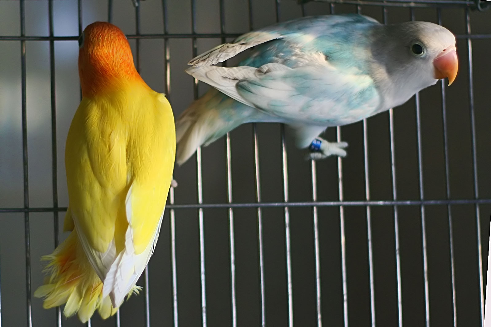 Agapornis Veríssimo: Novas Crias