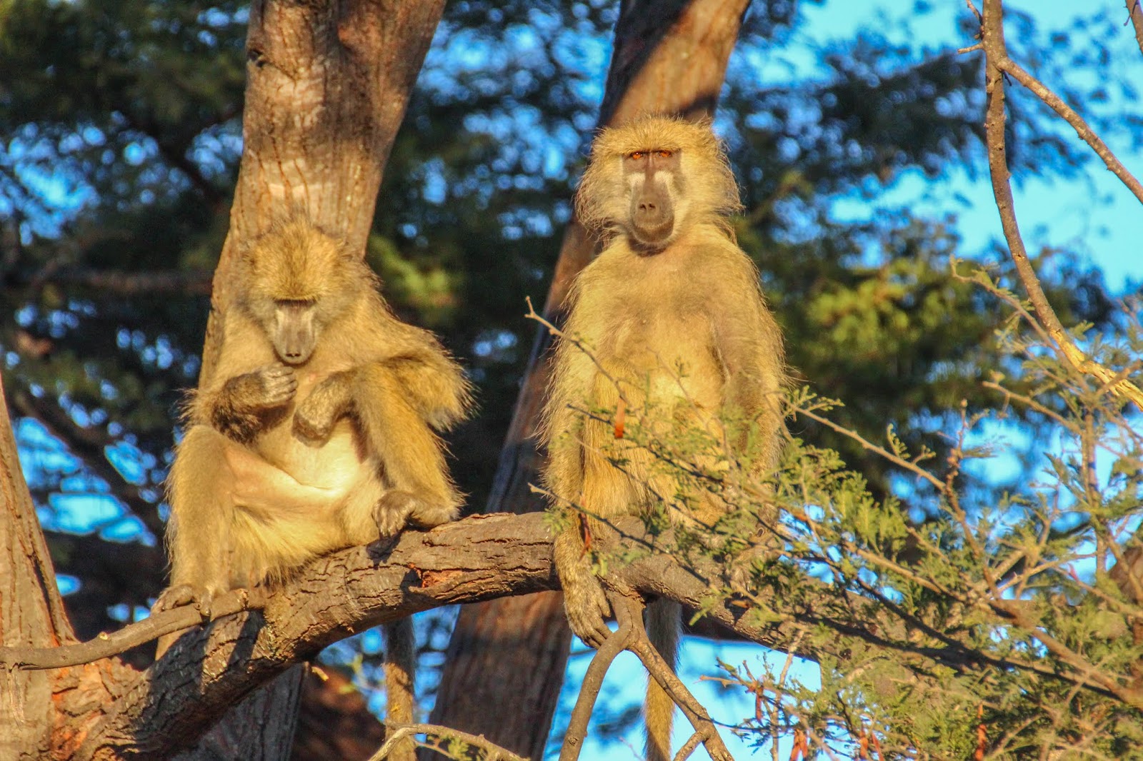 Cannundrums: Grey-Footed Chacma Baboon