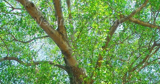 தமிழ்முரசு Tamil Murasu: அரச மரம் ( சிறுகதை ) - கனகலதா - சிங்கப்பூர்