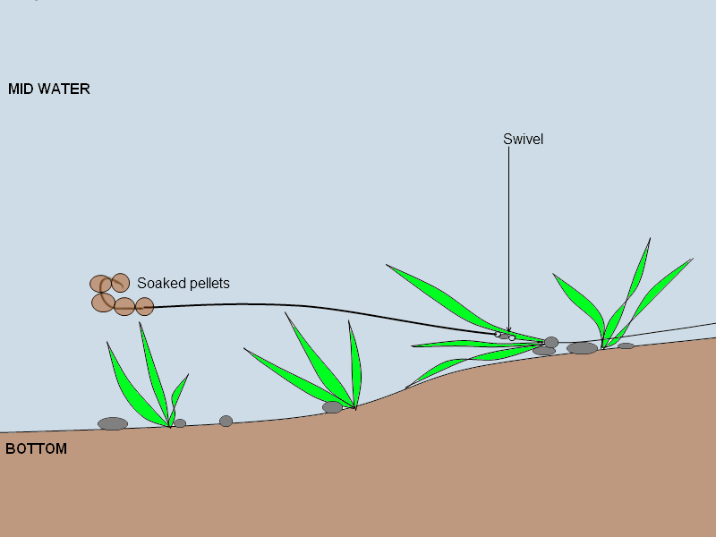 Basic Bottom Rig | THE ANGLERS