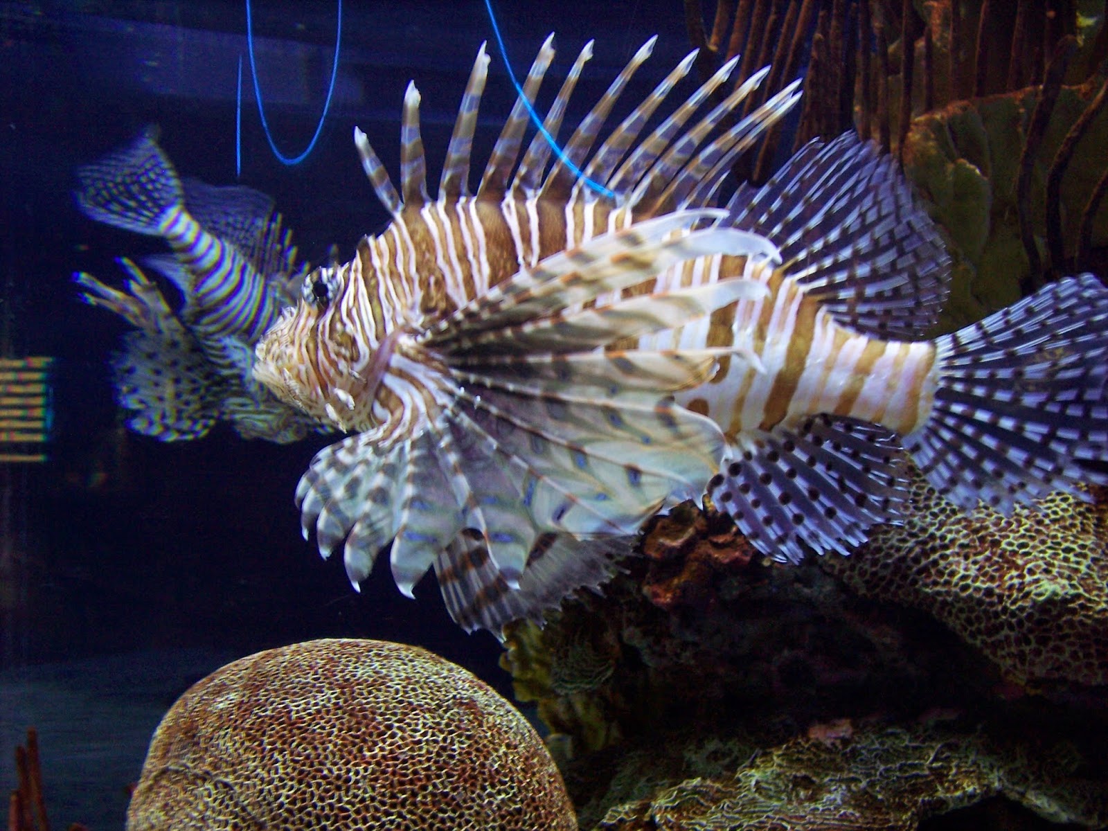 ZooZooReview: Best 100 Animals We Have Seen in Zoos (50-41)