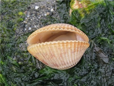 Viva La Ghash!: Sex Symbols: An Introduction to Phallic & Yonic Dream ...