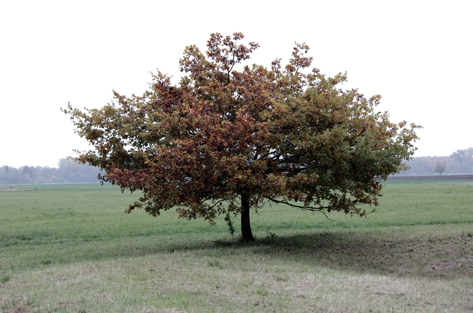 White and Shabby: AUTUMN DELIGHTS