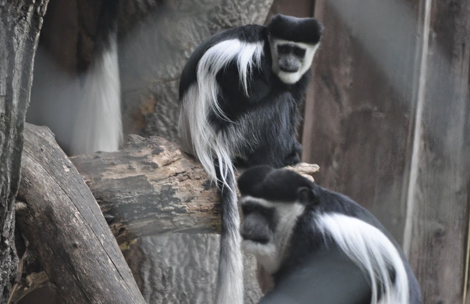 ZOOTOGRAFIANDO (6.100 ANIMALS): COLOBO ABISINIO O GUEREZA / MANTLED ...